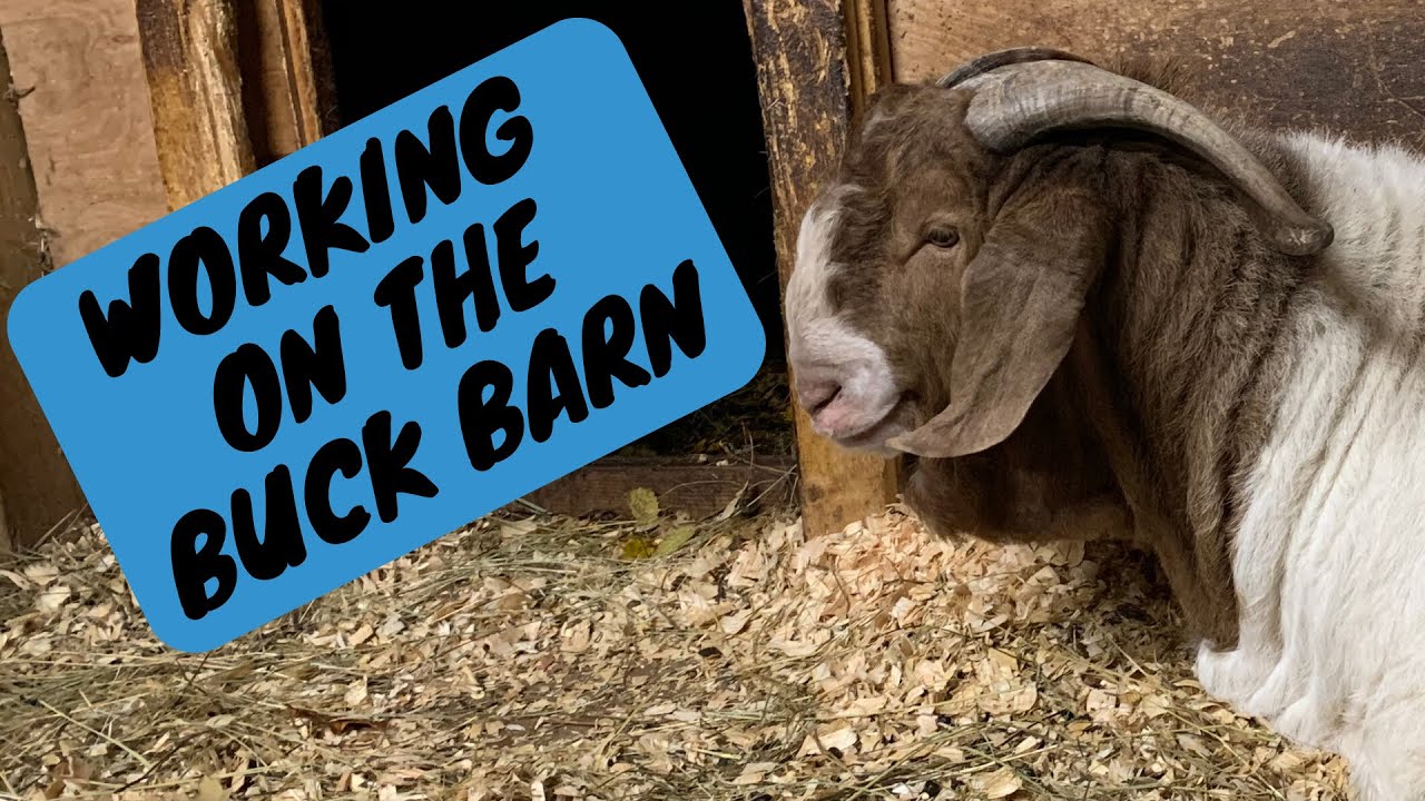 Working on the Buck Barn - YouTube