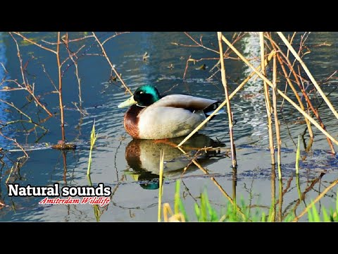 Wild duck sounds, duck sound effect, duck sounds for dogs, duck sounds ...