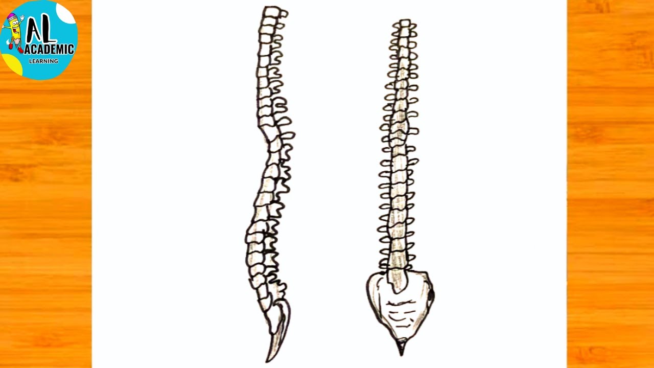 How to draw Human Spine Skeleton | Human Backbone Drawing | Spine ...