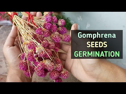 How to Collect Gomphrena Seeds // Globe Amaranth Seeds // Gomphrena ...