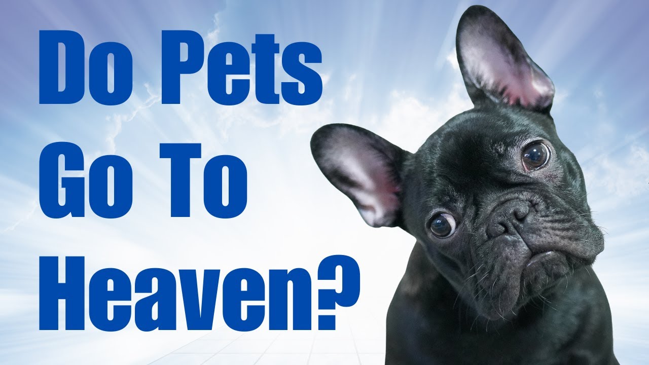 Hope in the Scripture for Pets in Heaven! - YouTube