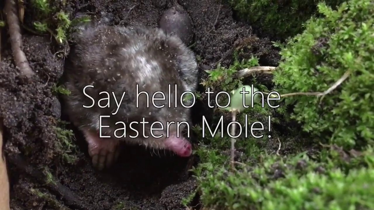 Eastern Mole Wikipedia