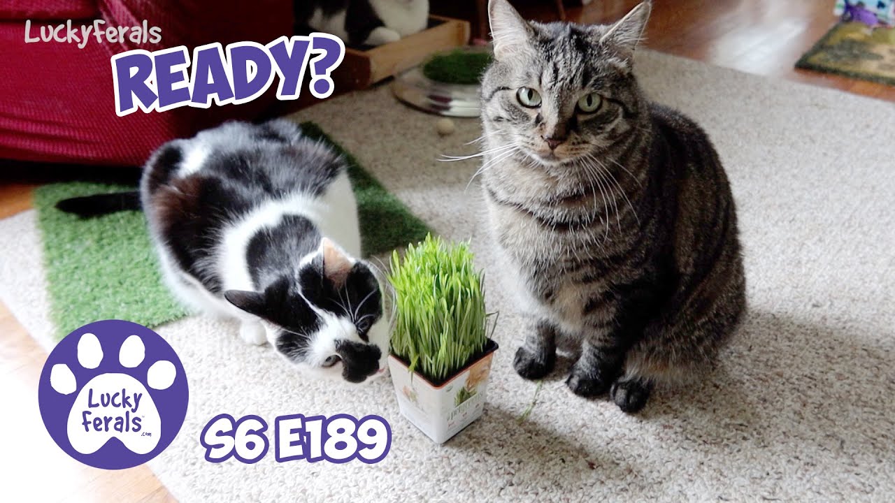 Getting The Cats Ready - S6 E189 - Rescued Cats, Introducing Cats ...