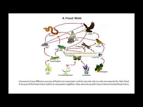 Grade 8 Tutorials - Natural Sciences 2) Interactions and ...