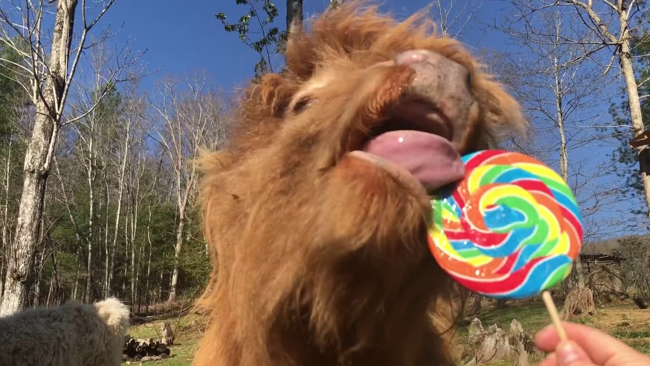 Highland cow eats lollipop - YouTube