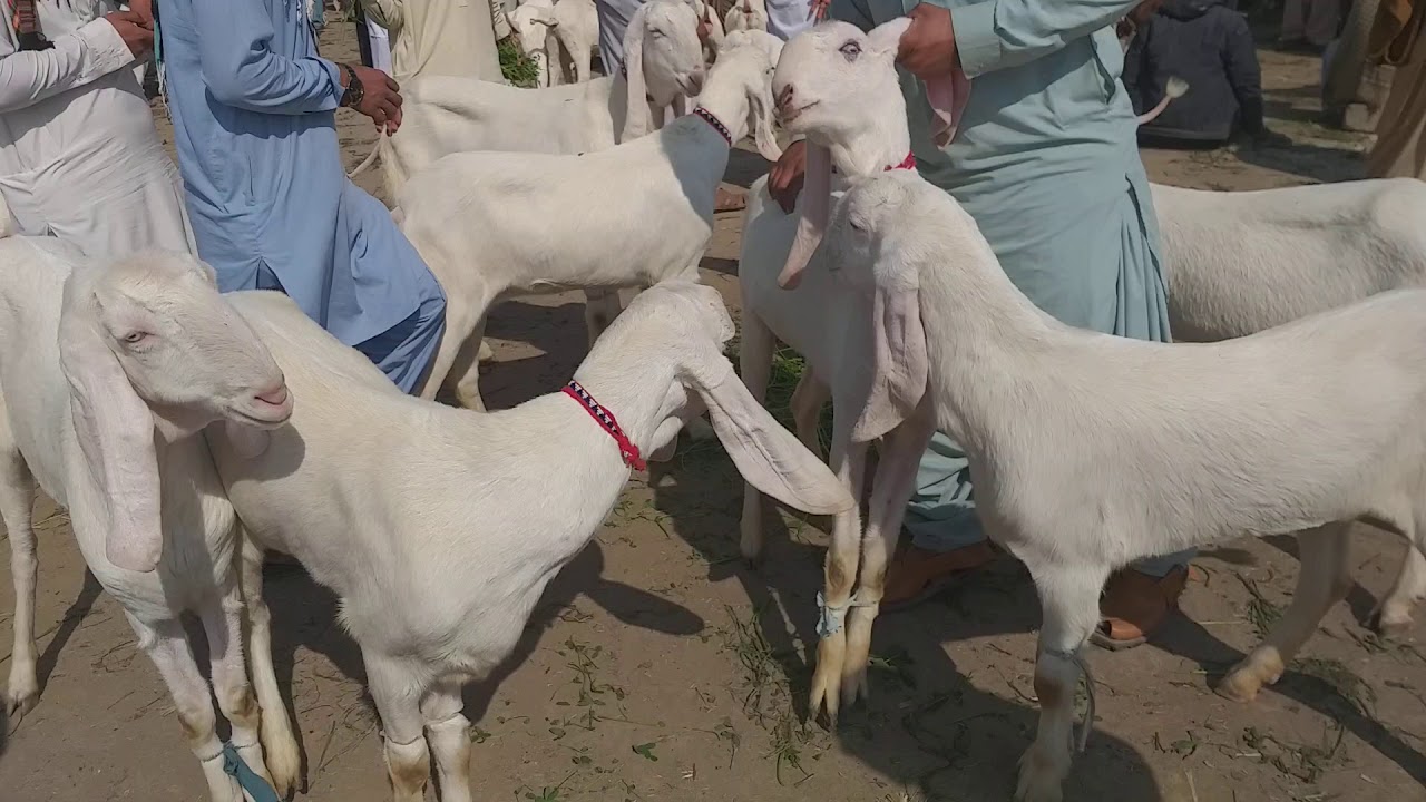 Waris Ali goat farm location Dera Ghazi Khan WhatsApp number ...
