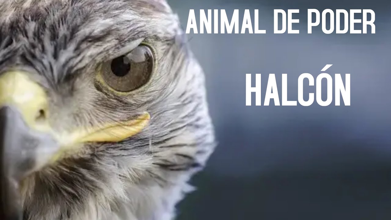 HALCÓN - ANIMAL DE PODER - TOTEM - YouTube