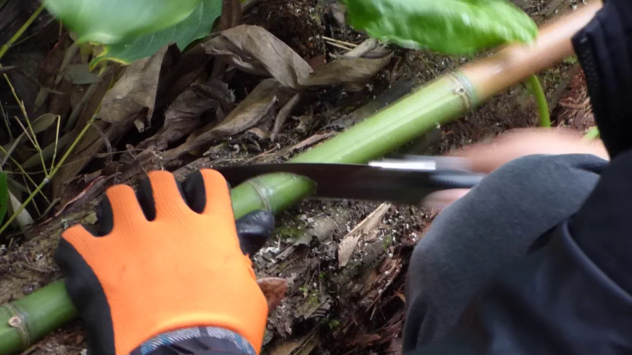 Cutting bamboo on an angle to make a stake - YouTube