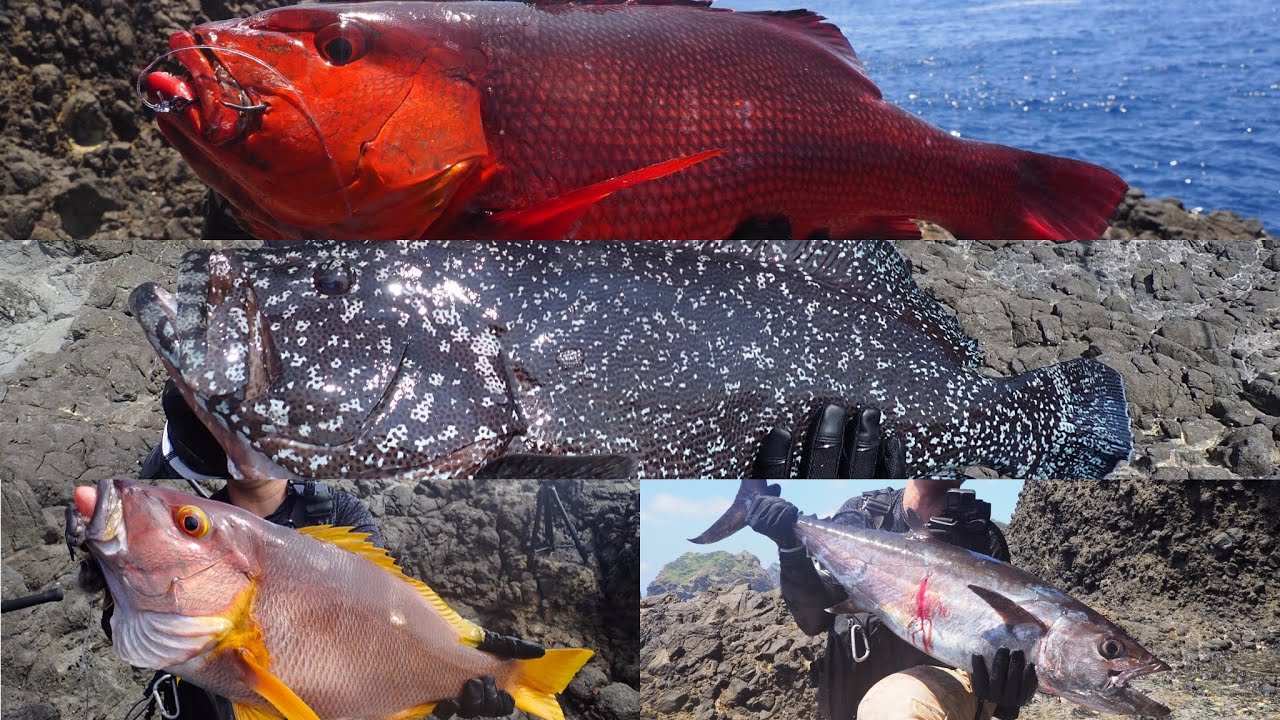 【Big Fishing Game from rock shore in Japan】Dead bait fishing @ monster ...