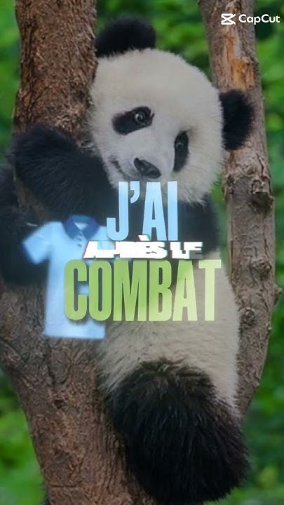 vous trouvez les pandas mignon ou pas# pandas🎀💫💥🤲👑👑 - YouTube