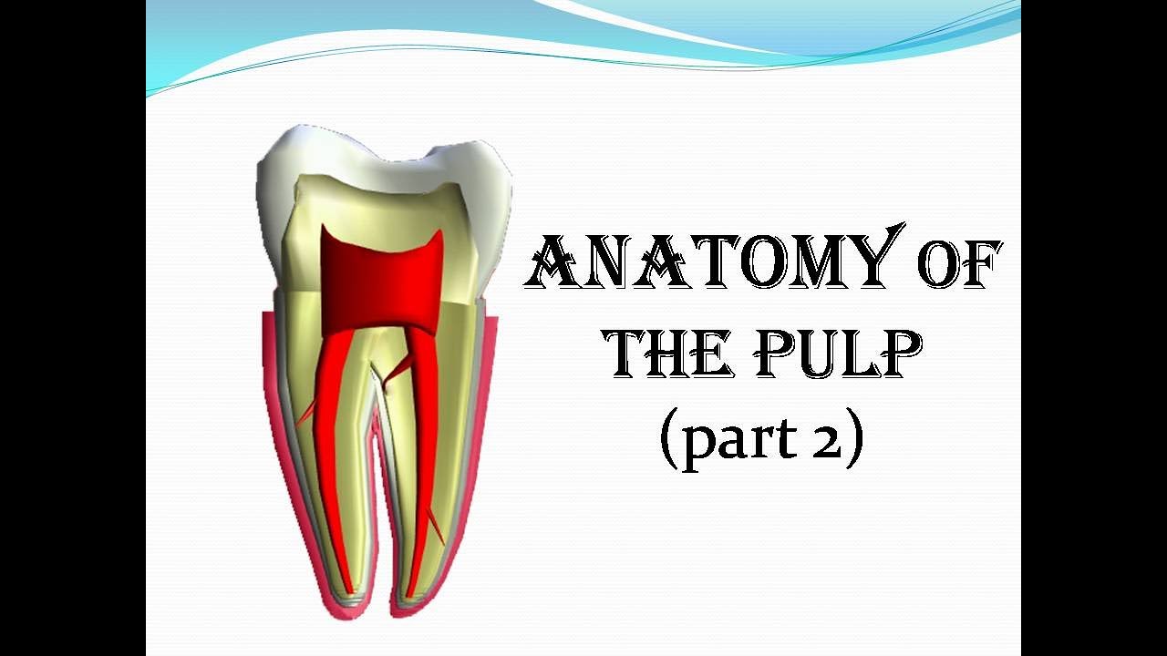 Anatomy of pulp - part 2 - YouTube