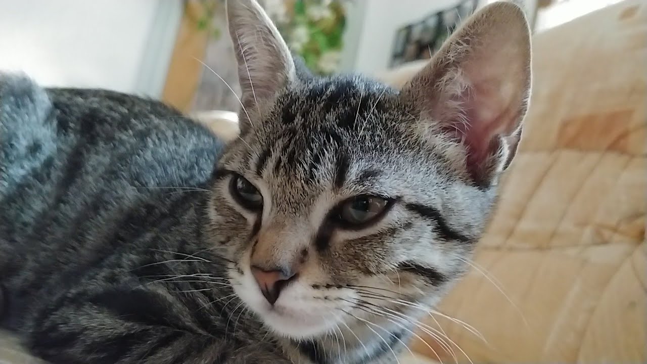 Showing Off My Cute Kitty Cat - YouTube