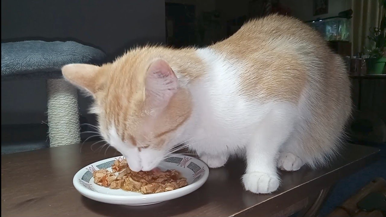 Cat Eating Ocean Whitefish with Tomato - YouTube