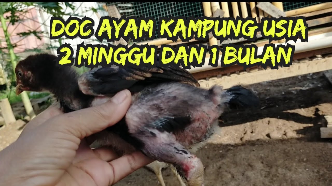 DOC AYAM KAMPUNG UMUR 2 MINGGU DAN 1BULAN - YouTube