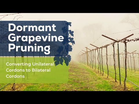 Converting Unilateral Cordons to Bilateral Cordons - YouTube