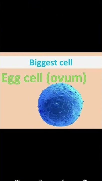 Biggest Cell In Human Body Ovum Science Facts Youtube