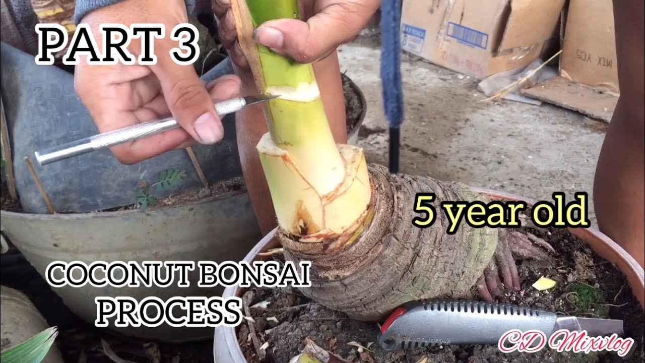 Part 3 || PAG-PRUNING SA 5 YEAR OLD COCONUT BONSAI || BONSAI KELAPA ...