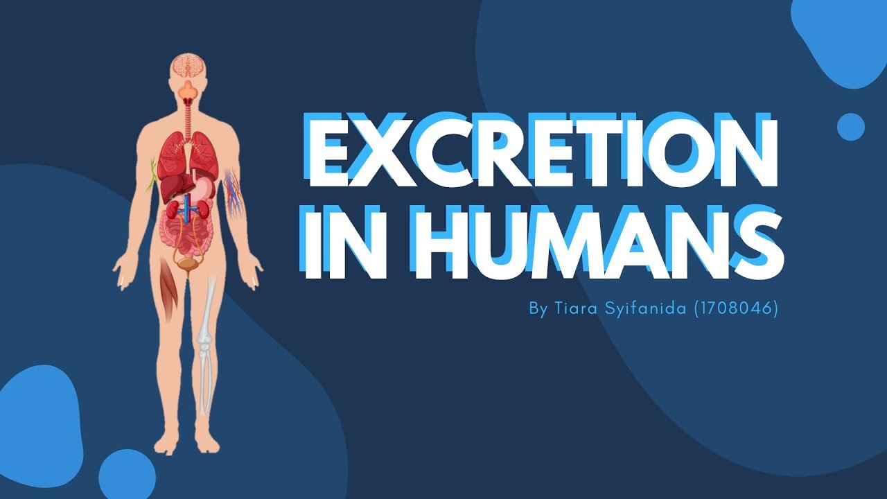 Excretion in Humans l Lower Secondary School Science - YouTube