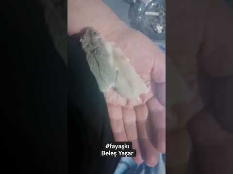 #beleşyaşar #söz #sözler #şükrükekevi #mahni #mahnilar #sukrukekevi #müzik #music #kenangüçlütürk