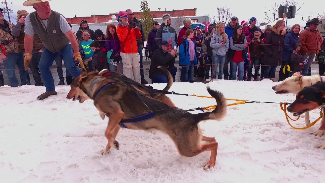 American Dog Derby 2017 - YouTube