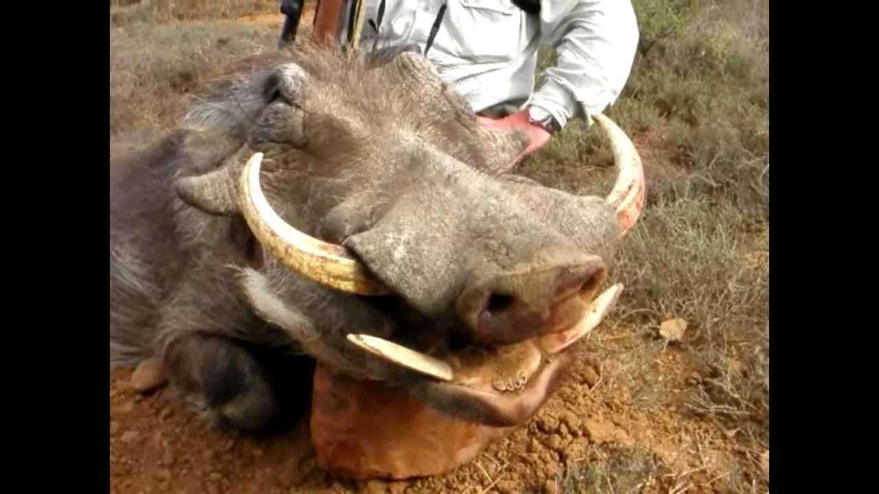 BJARNE1 - Vortesvin ( Warthog ) - YouTube