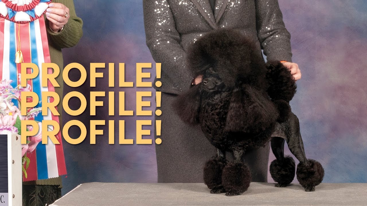 Always Know Where The Judge is When Stacking #dogshow #poodle # ...
