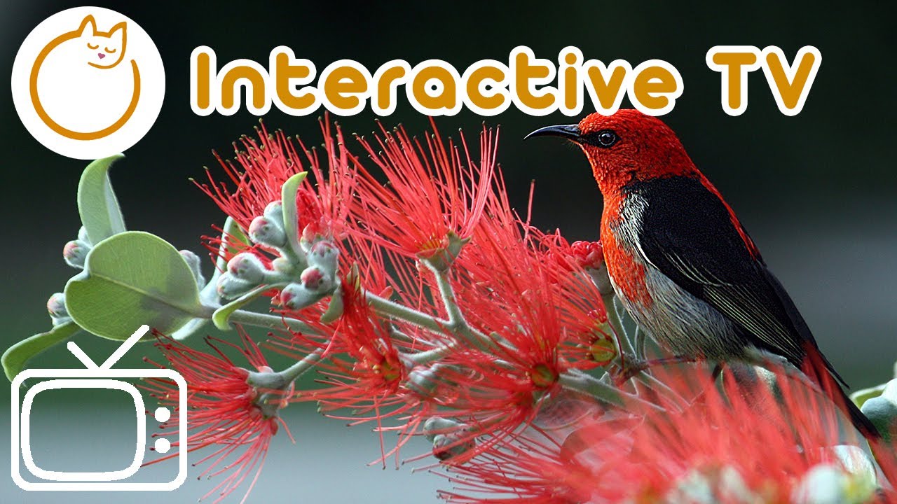 THE BEST Nature TV for Cats - Interactive Cat Videos! - YouTube