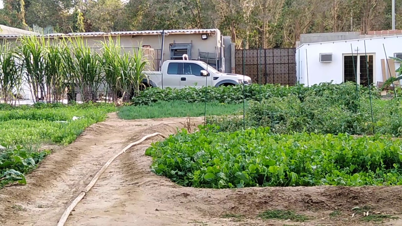 TUBO/Sugar cane - YouTube