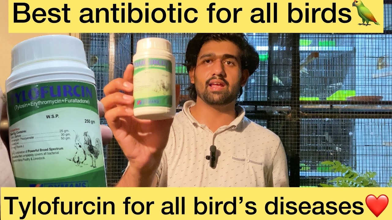 Best antibiotic for all birds||tylofurcin for all birds diseases ️# ...