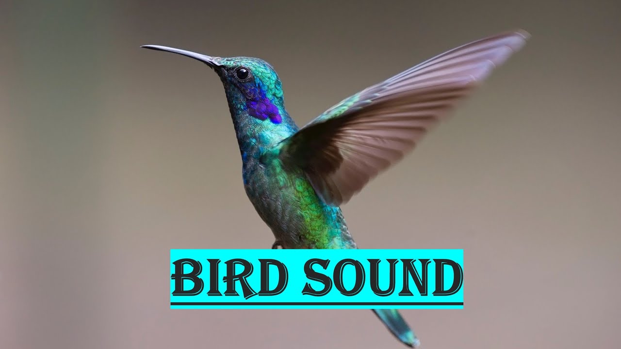 Bird Sound || Nature || Sound for relaxation - YouTube