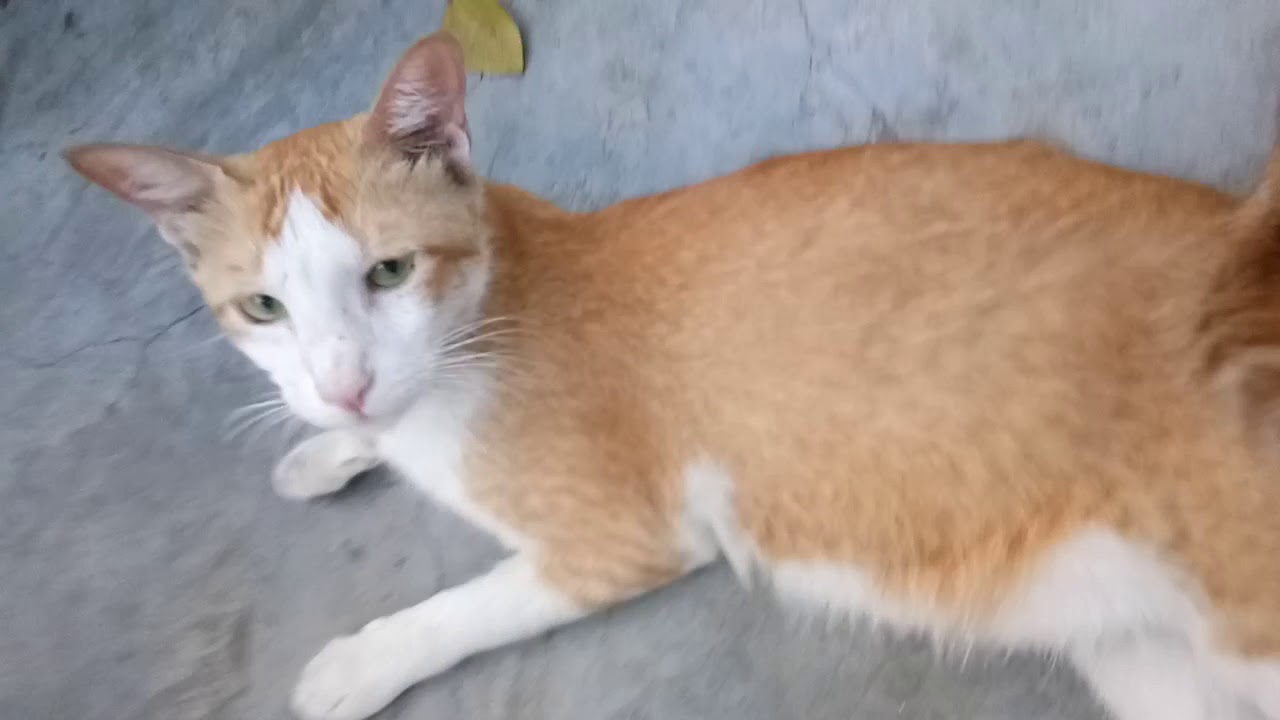 Tipsy the Cat(11) - YouTube