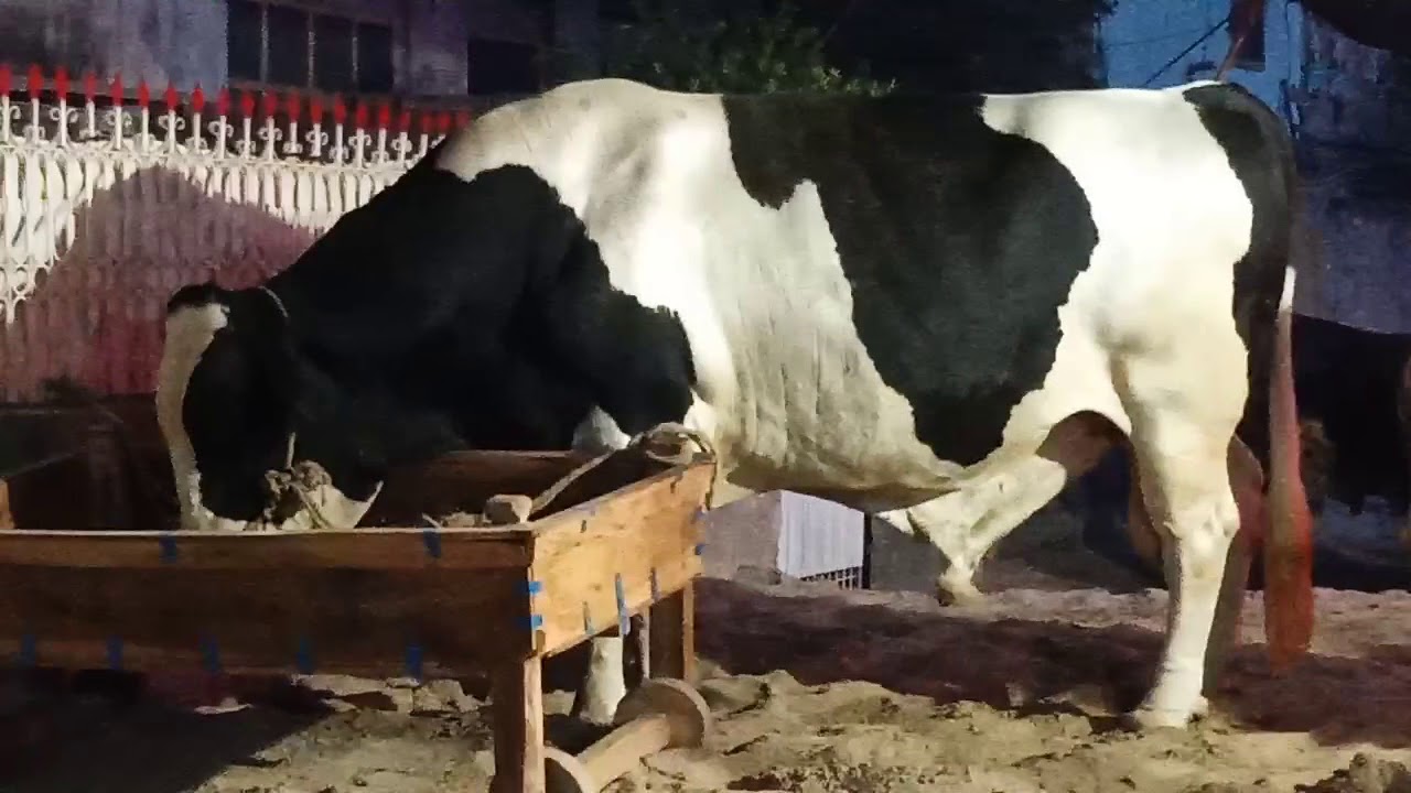 Beautifull australian bull 2018 - YouTube