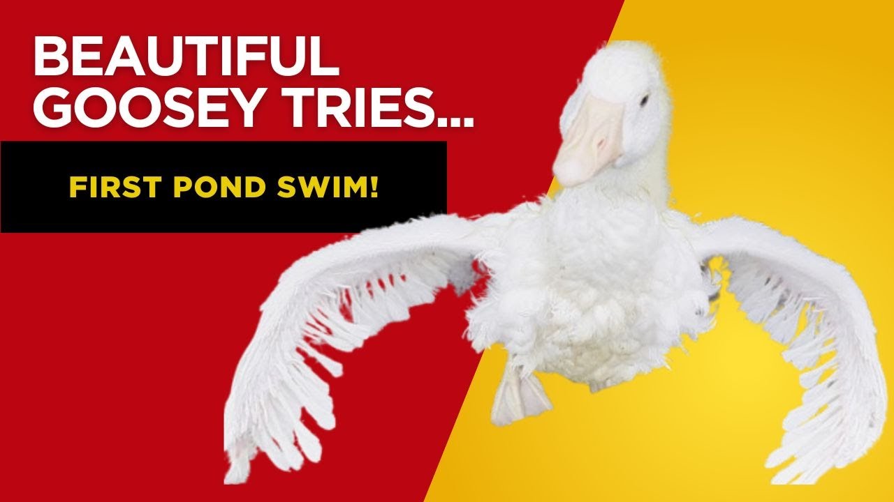 Goosey takes the plunge: Young Sebastopol Goose has very first pond ...