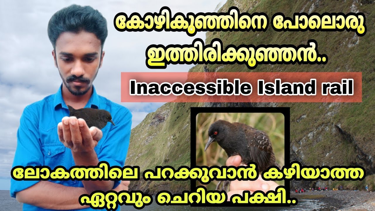 Smallest flightless bird in the world. Inaccessible island rail ...