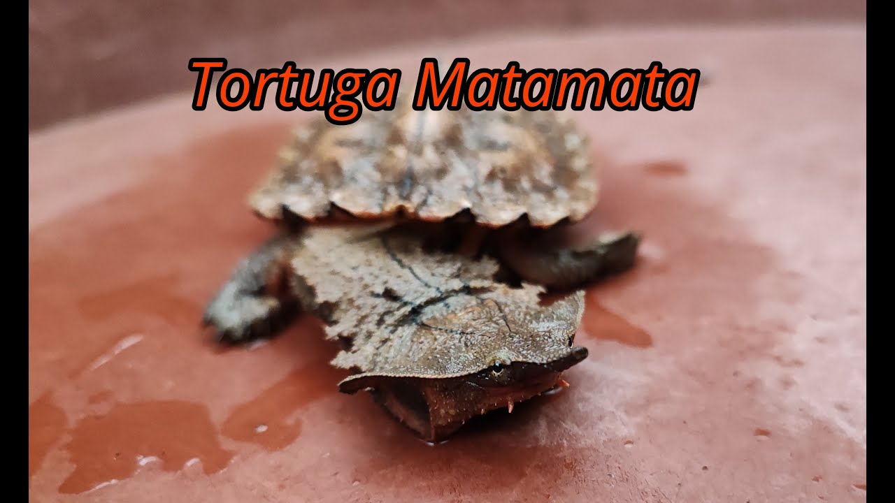 MIDO Y PESO A MI TORTUGA MATAMATA - YouTube