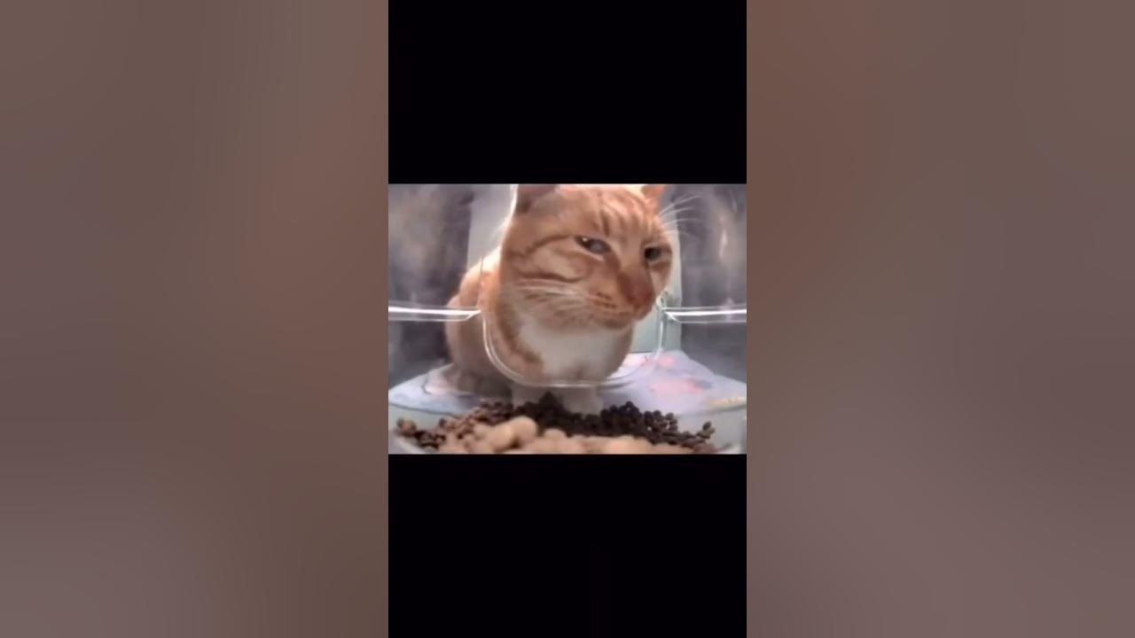 Funny Cat Video 2024 Kitty Meow 2024 Funny Cat Memes Youtube