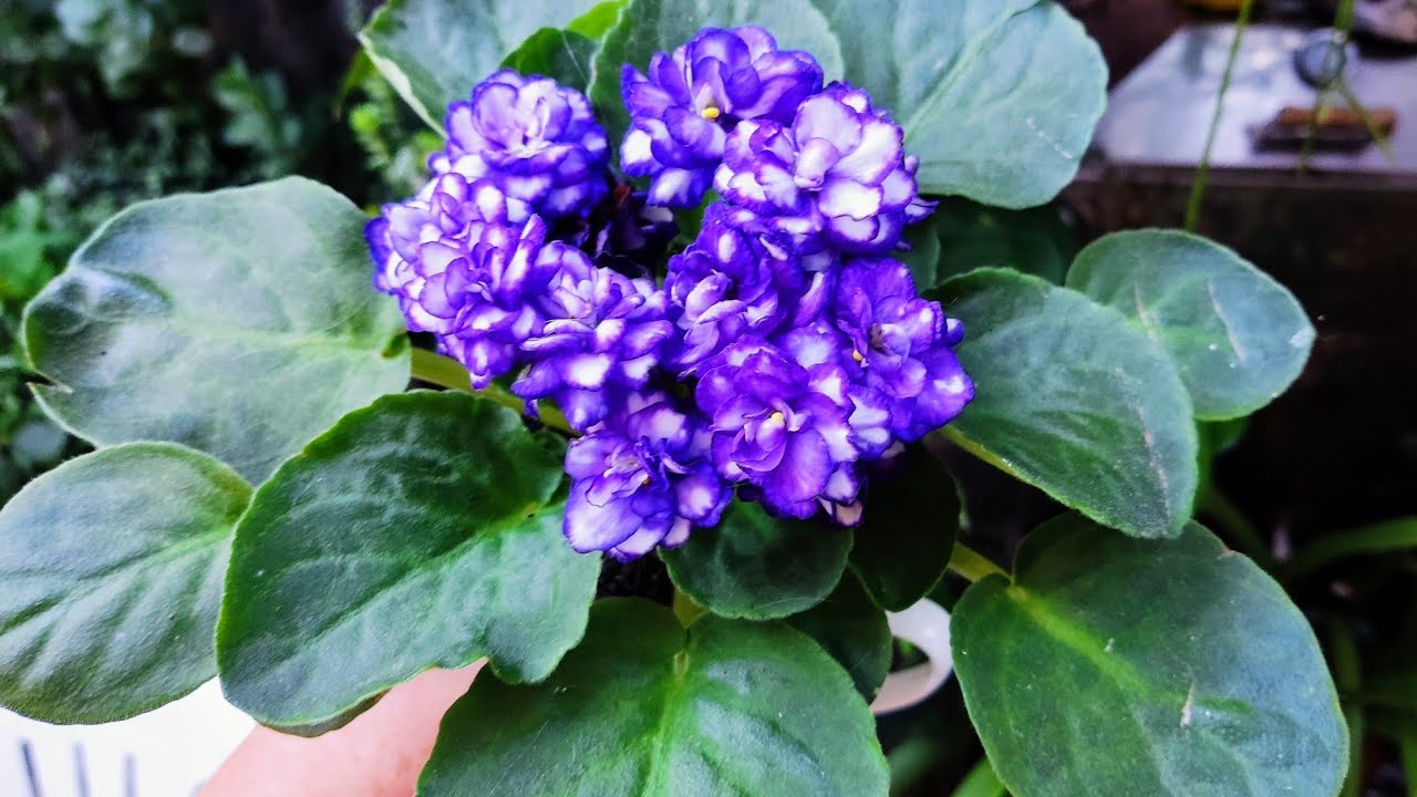 Violeta dobrada dura muito mais,como molhar as violetas . - YouTube