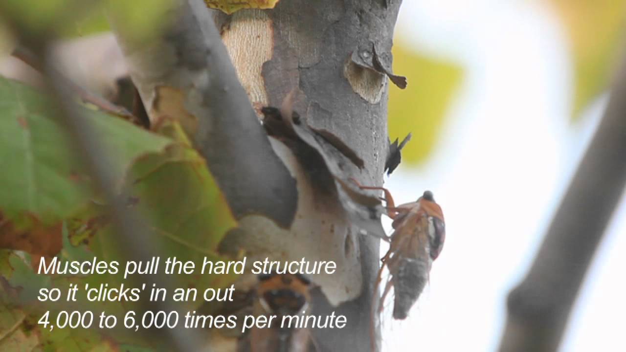 Cicadas sing the song of summer - YouTube