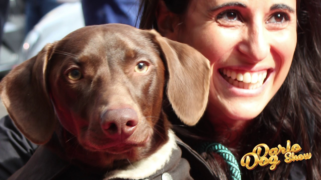 Darlo Dog Show 2020 | 27th June 2020 - YouTube