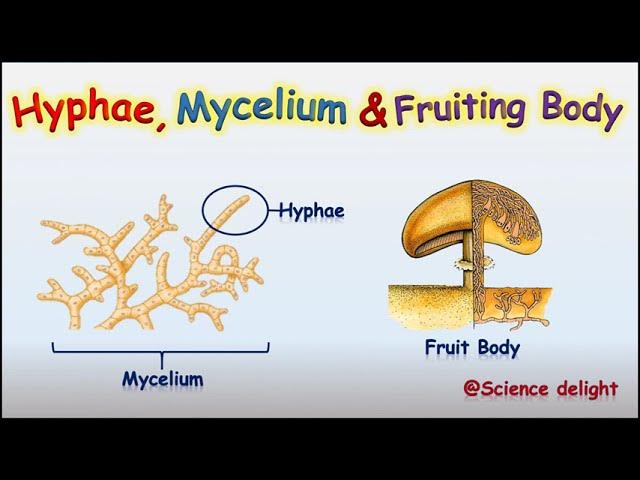 Hyphae And Mycelium