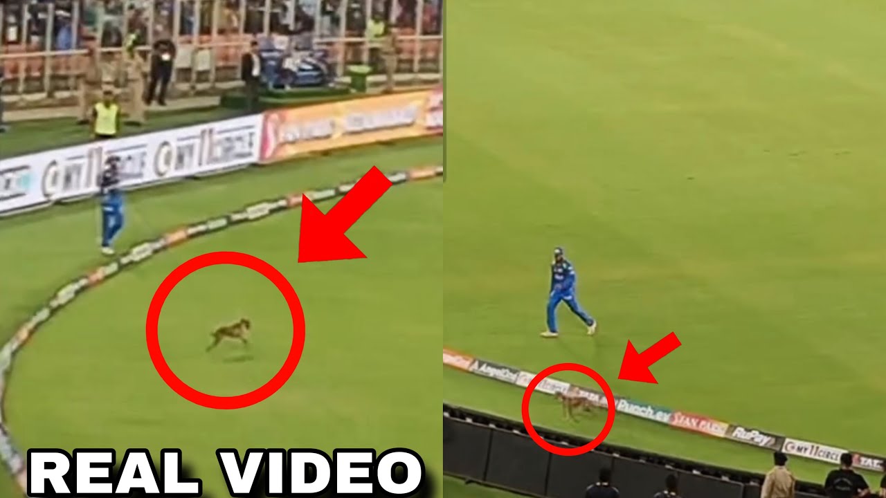 Dog enter in stadium during GT VS MI Match | doggy in stadium today ...