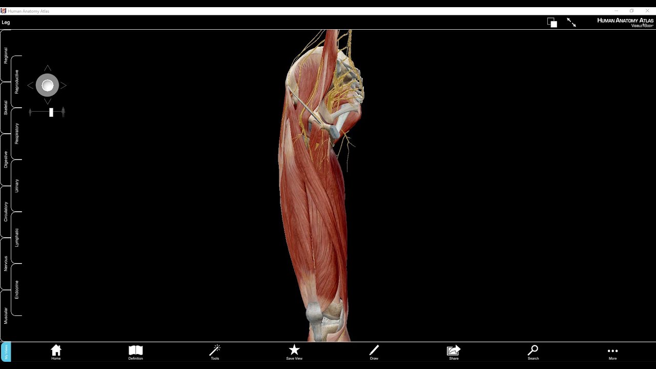 Anatomy 3D ║ Muscles of the Anterior and Medial Compartments of the ...