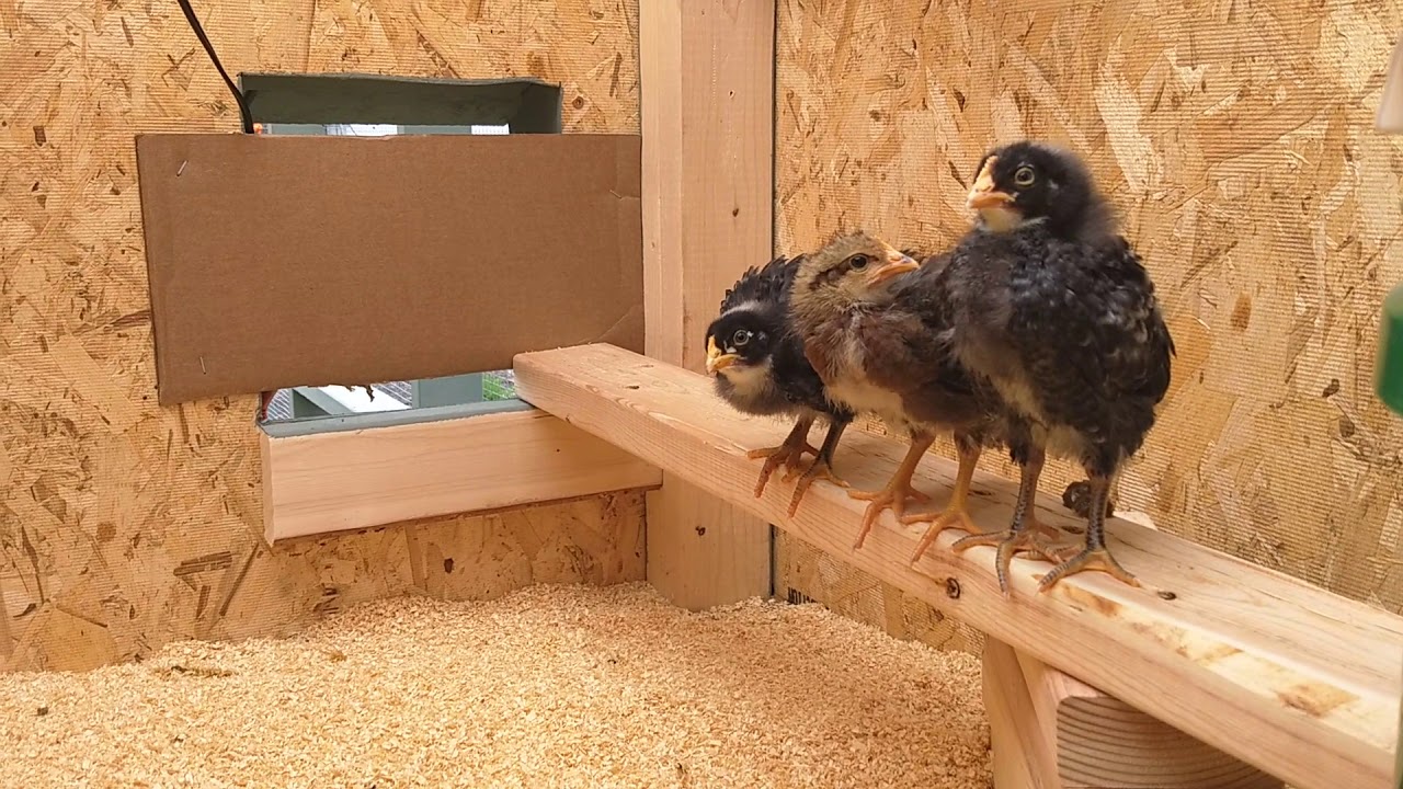 Backyard Chickens: Moving Day and Some Chicken Math - YouTube