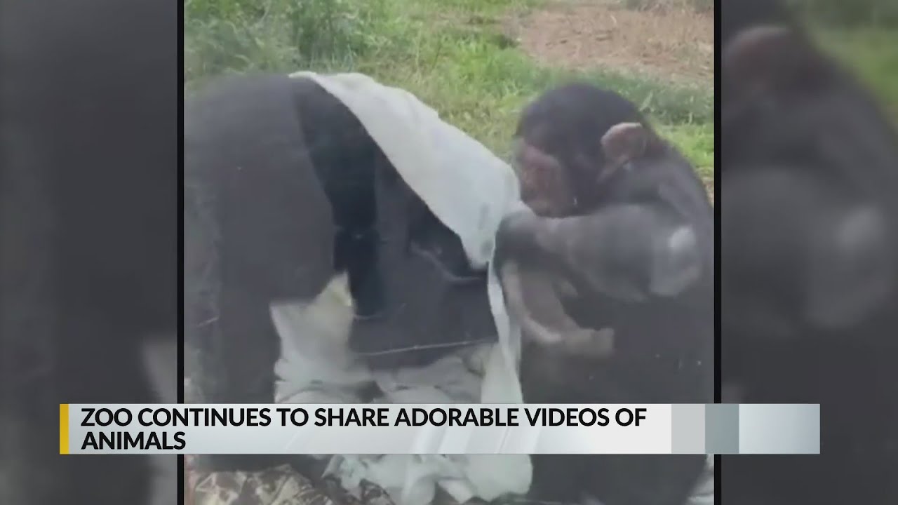 Zoo continues to share adorable video of animals - YouTube