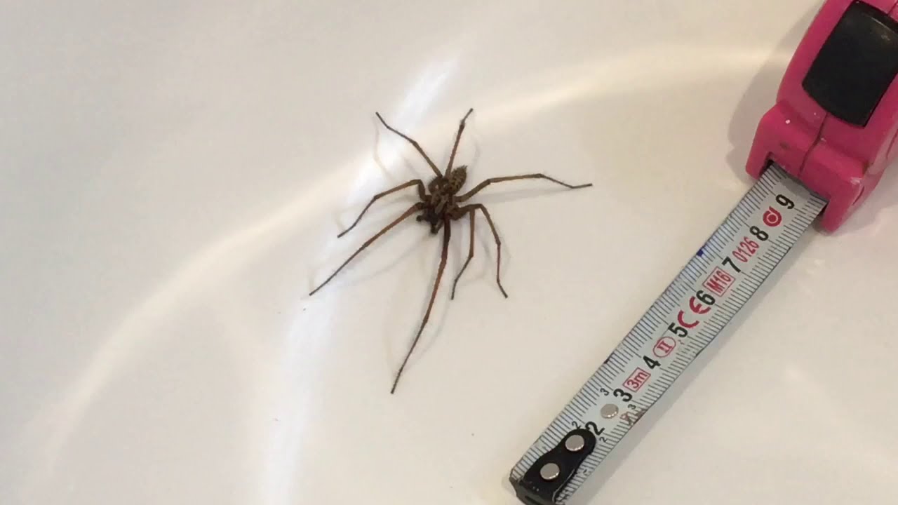 Big Spiders in the HOT TUB YIKES !!! - YouTube