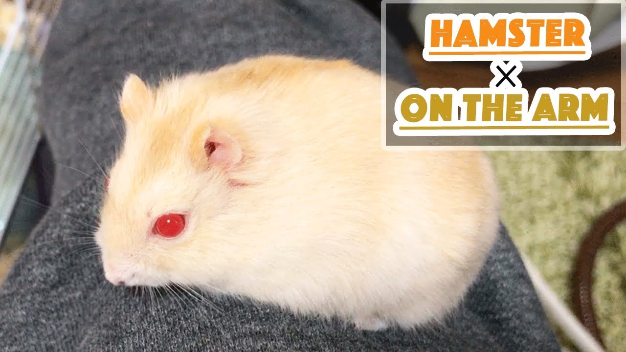 hamster on the arm / 腕の上のハムスター - YouTube