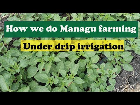 How we do Managu farming under drip irrigation - YouTube