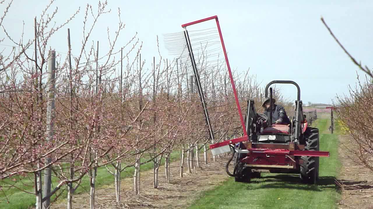 Mechanically thinning central leader peach blossom - YouTube