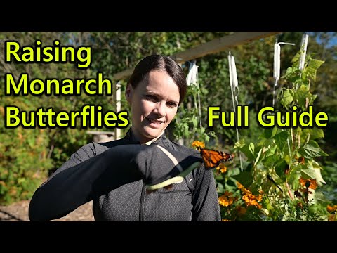What Do You Feed Monarch Butterflies After They Hatch