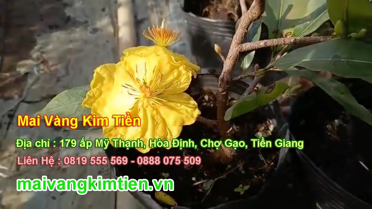MS #38 Mai Vàng Giảo Thủ Đức Chơi Tết Giá 550K Bao Ship Tận Nhà - Mai ...